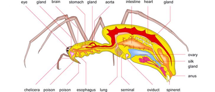 The Anatomy Of A Spider