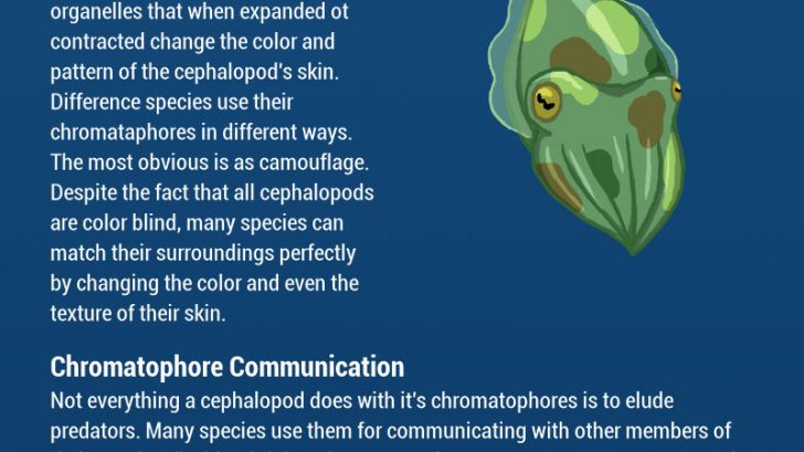 Tentacles and Beaks of Cephalopods | Amazing Zoology