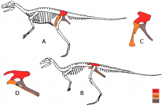 Dinosaur Classification - Infographic | Amazing Zoology