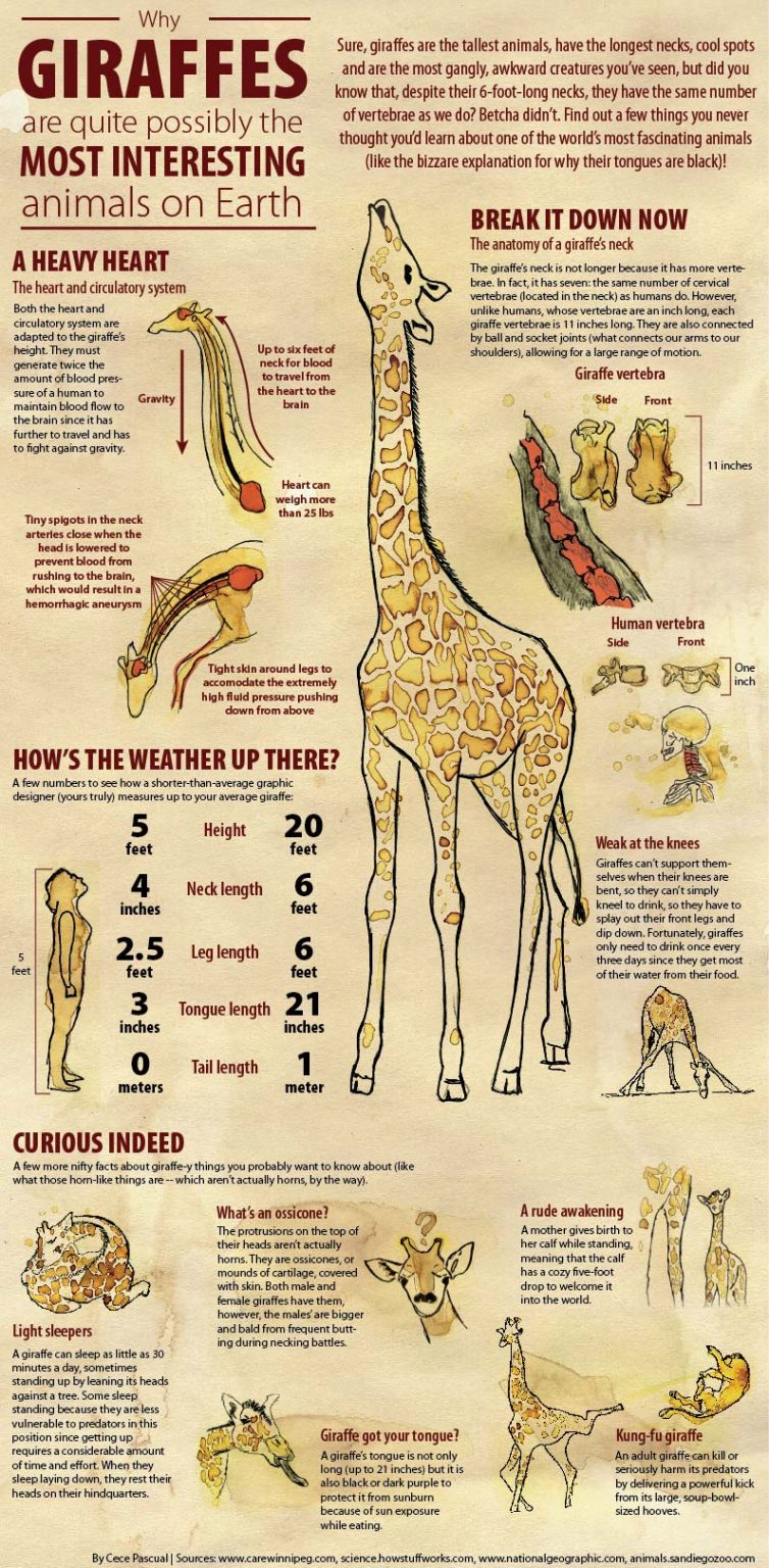 Giraffe, the most interesting animal on earth - Infographic | Amazing ...