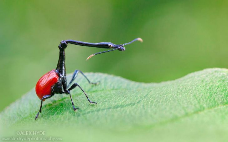 Giraffe Weevil | Amazing Zoology