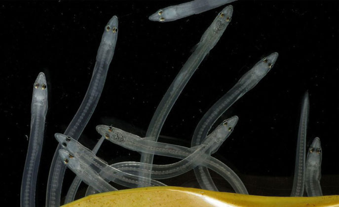 Glass eels, the transparent fishes | Amazing Zoology