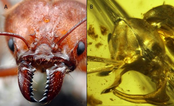 New ant species discovered with metal reinforced mouth parts | Amazing ...