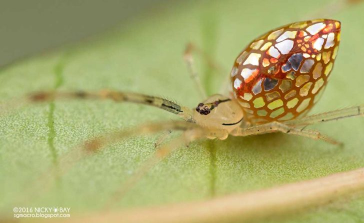 Mirror-Spider | Amazing Zoology