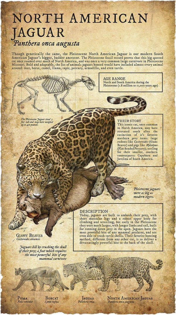 North American Jaguar, third biggest in cat family | Amazing Zoology