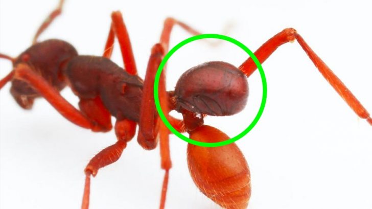 Panda Ant | Amazing Zoology