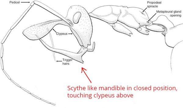 New ant species discovered with metal reinforced mouth parts | Amazing ...