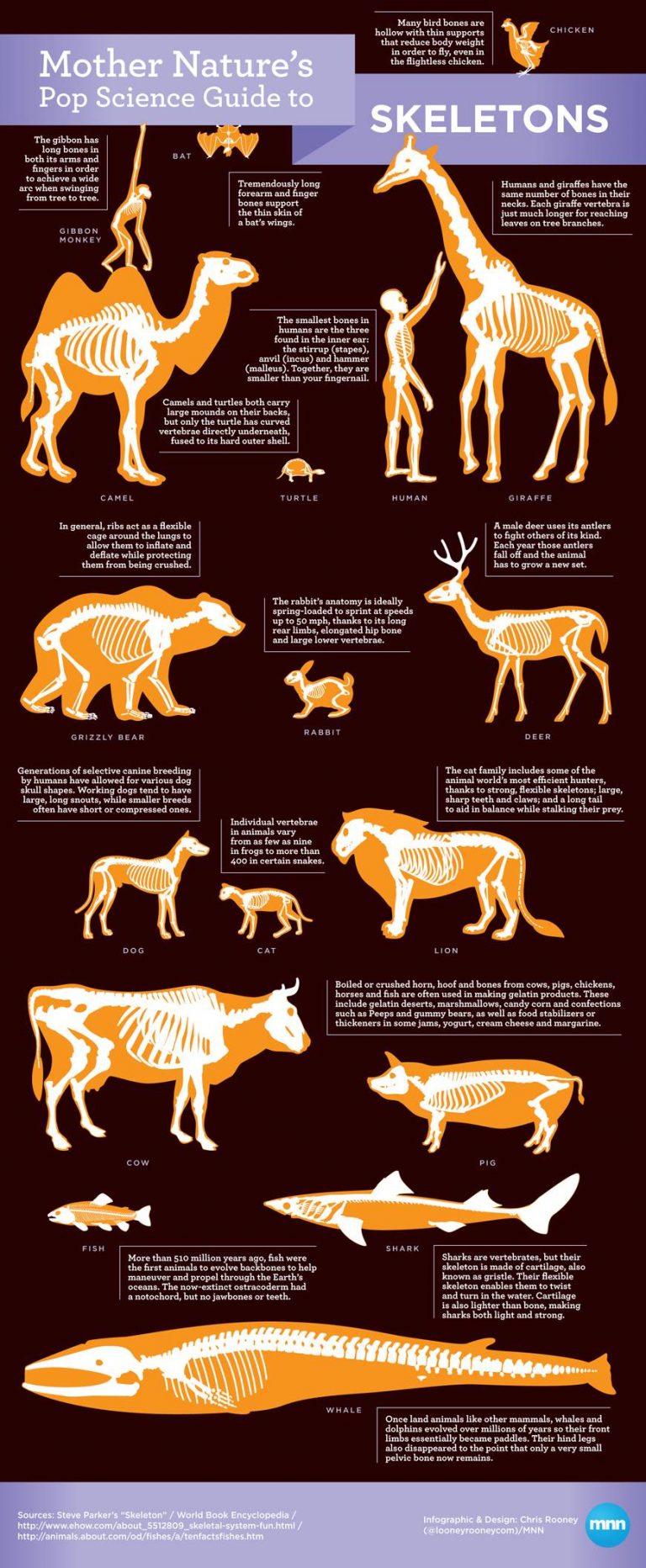 Infographic Guide to skeletons | Amazing Zoology