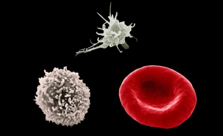 Human Blood Cells