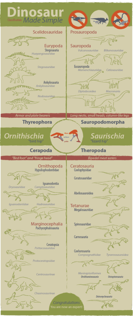 Dinosaur Classification – Infographic – Amazing Zoology